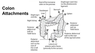 colon physiology and surgical application | PPTX