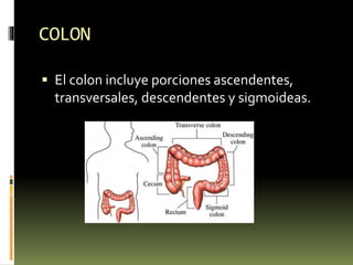 Colon por enema | PPTX
