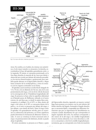 Anatomia Quirúrgica de Colon | PDF