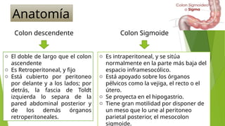 Seminario de Colon y recto Anatomía quirúrgica | PPTX