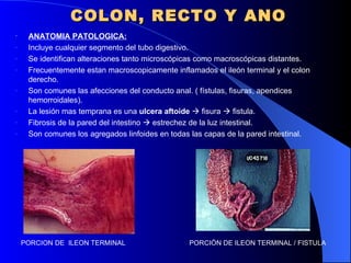 Colon, Recto Y Ano | PPT
