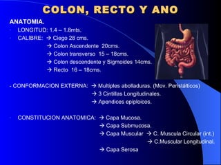 Colon, Recto Y Ano | PPT