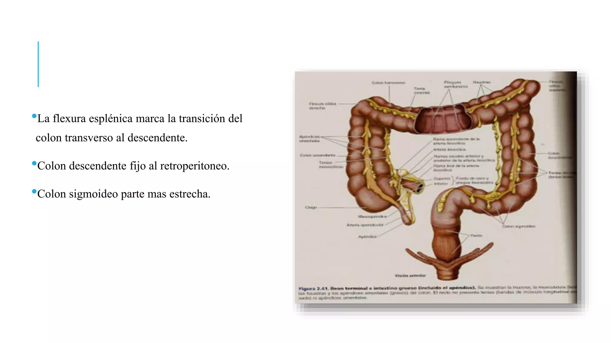 Colon, recto y ano | PPTX | Digestive Disorders | Diseases and Conditions