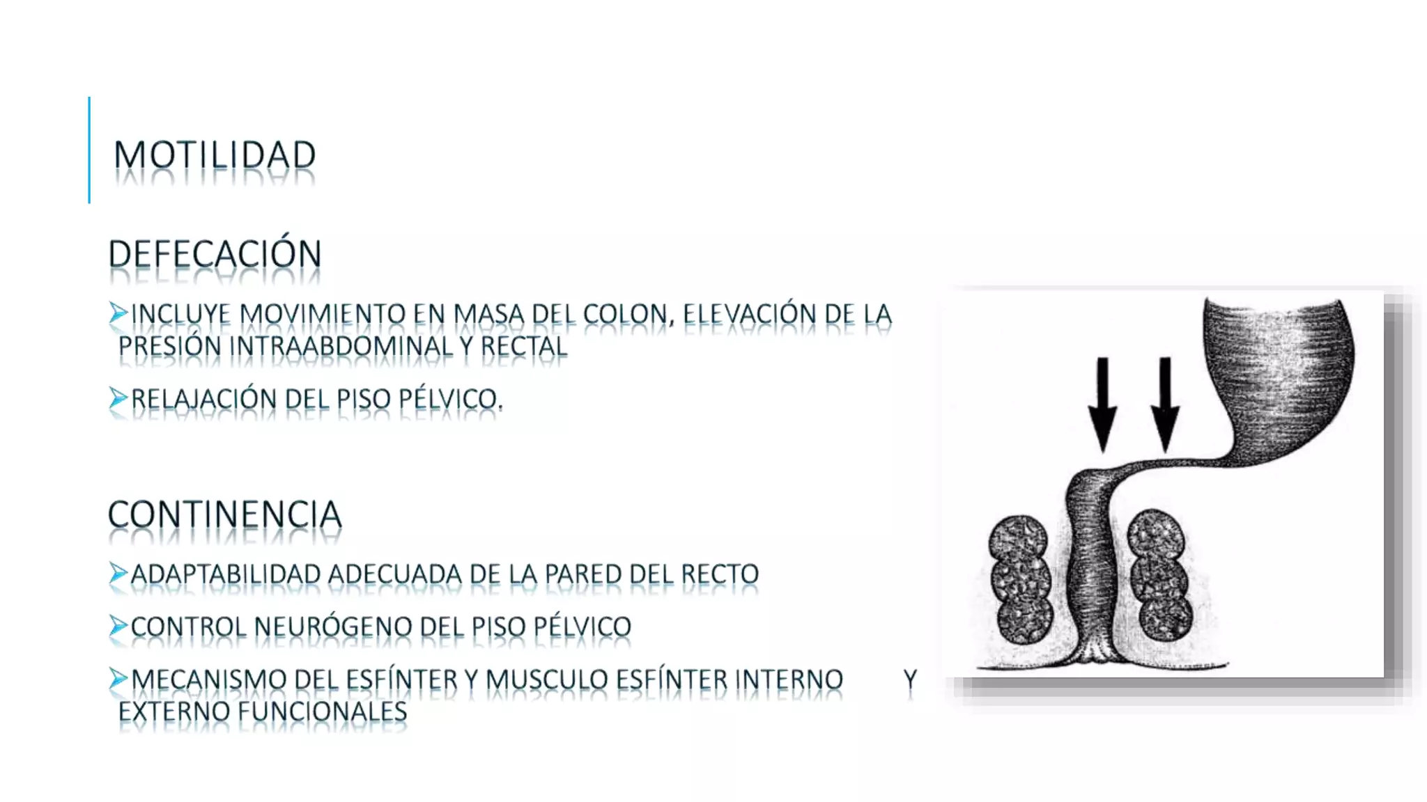 Colon, recto y ano | PPTX | Digestive Disorders | Diseases and Conditions