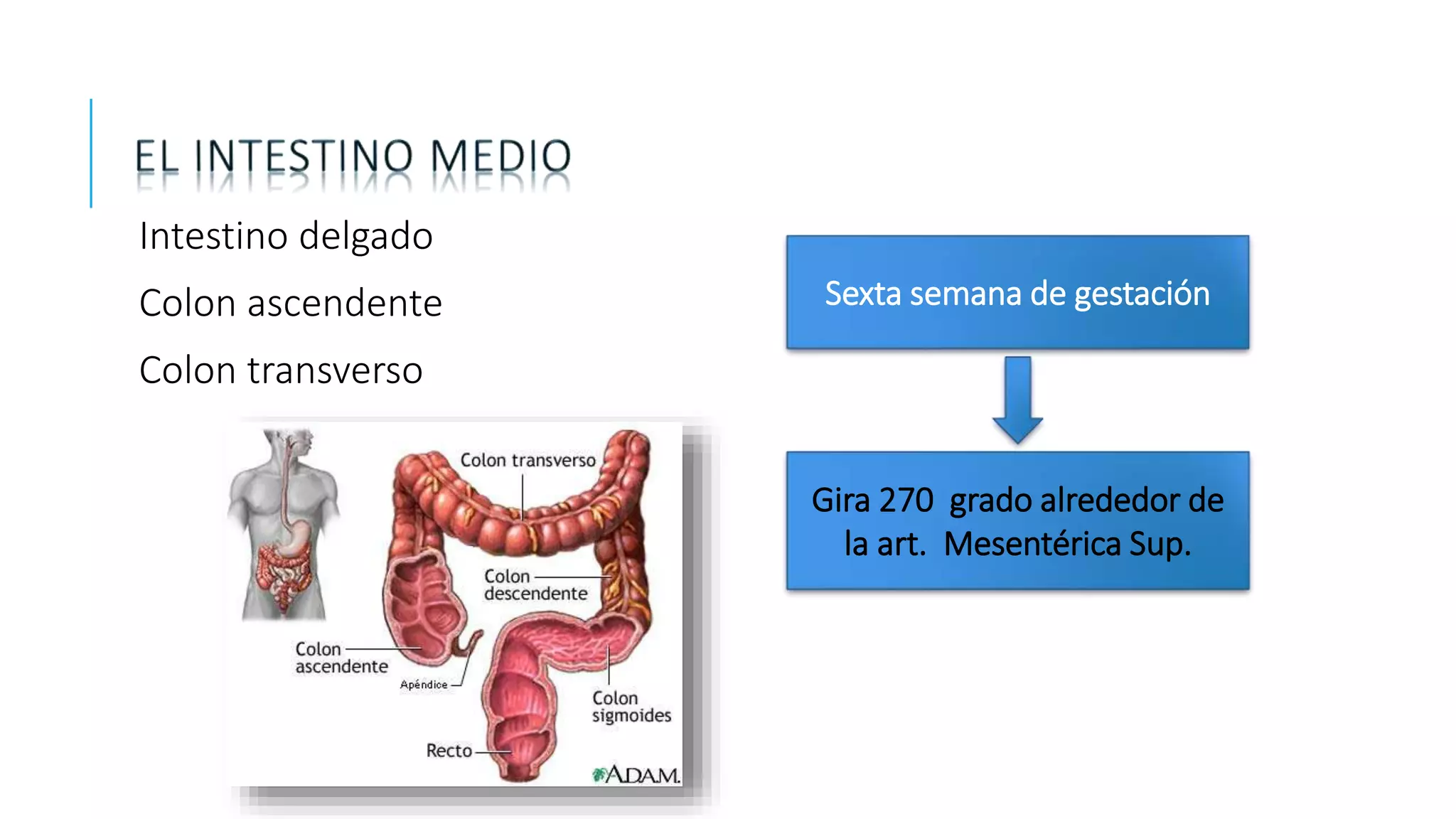 Colon, recto y ano | PPTX | Digestive Disorders | Diseases and Conditions