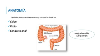 Colon, recto y ano | PPTX