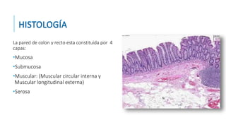 Colon, recto y ano | PPTX