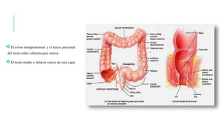 Colon, recto y ano | PPTX