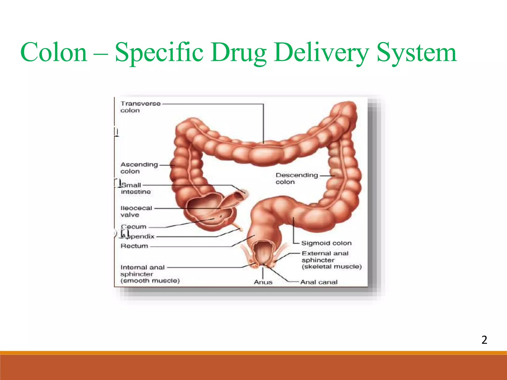 Colon Specific Drug Delivery System Pptx Digestive Disorders Diseases And Conditions