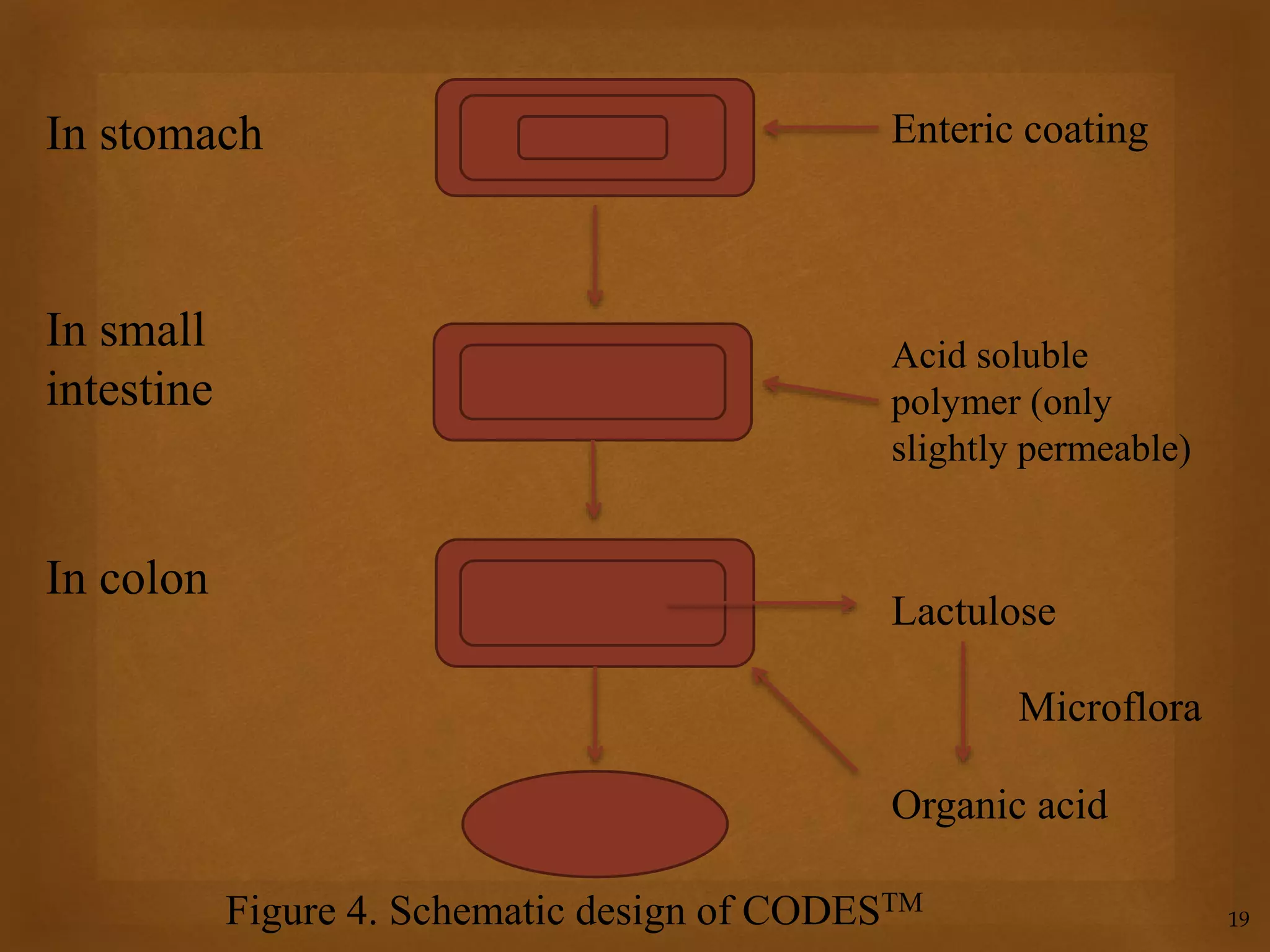 Colon Targeted Drug Delivery Pptx