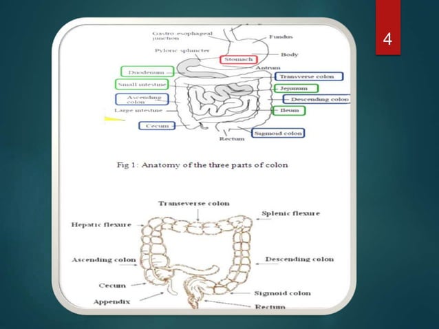 Colon targeted drug delivery | PPTX | Chemistry | Science
