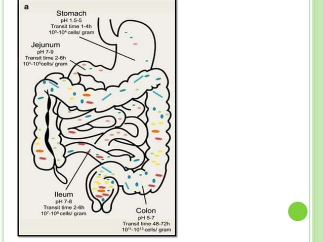 Colon targeted drug delivery systems | PPTX | Digestive Disorders ...