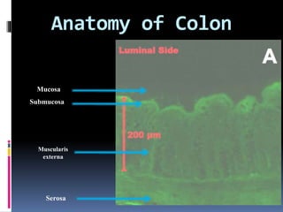 Colon targeting.pptx