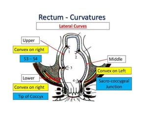Colon Transversum Perforation PPT in case | PPTX