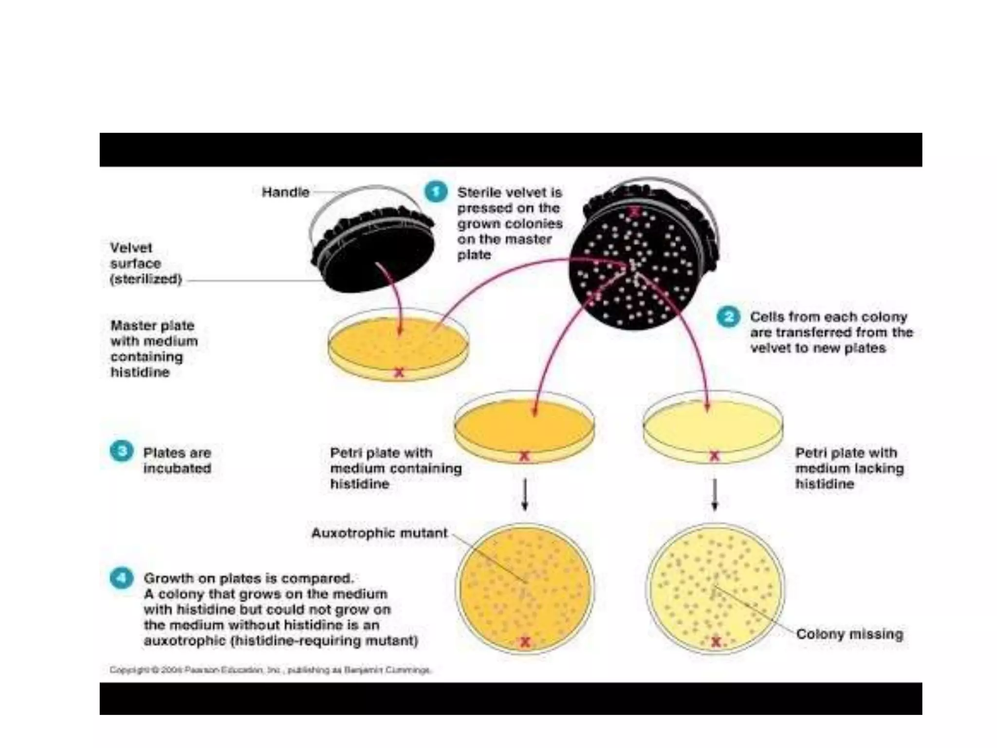 Colony blot hybridization pptx | PPTX