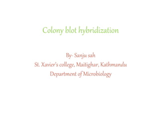 Colony blot hybridization pptx | PPTX