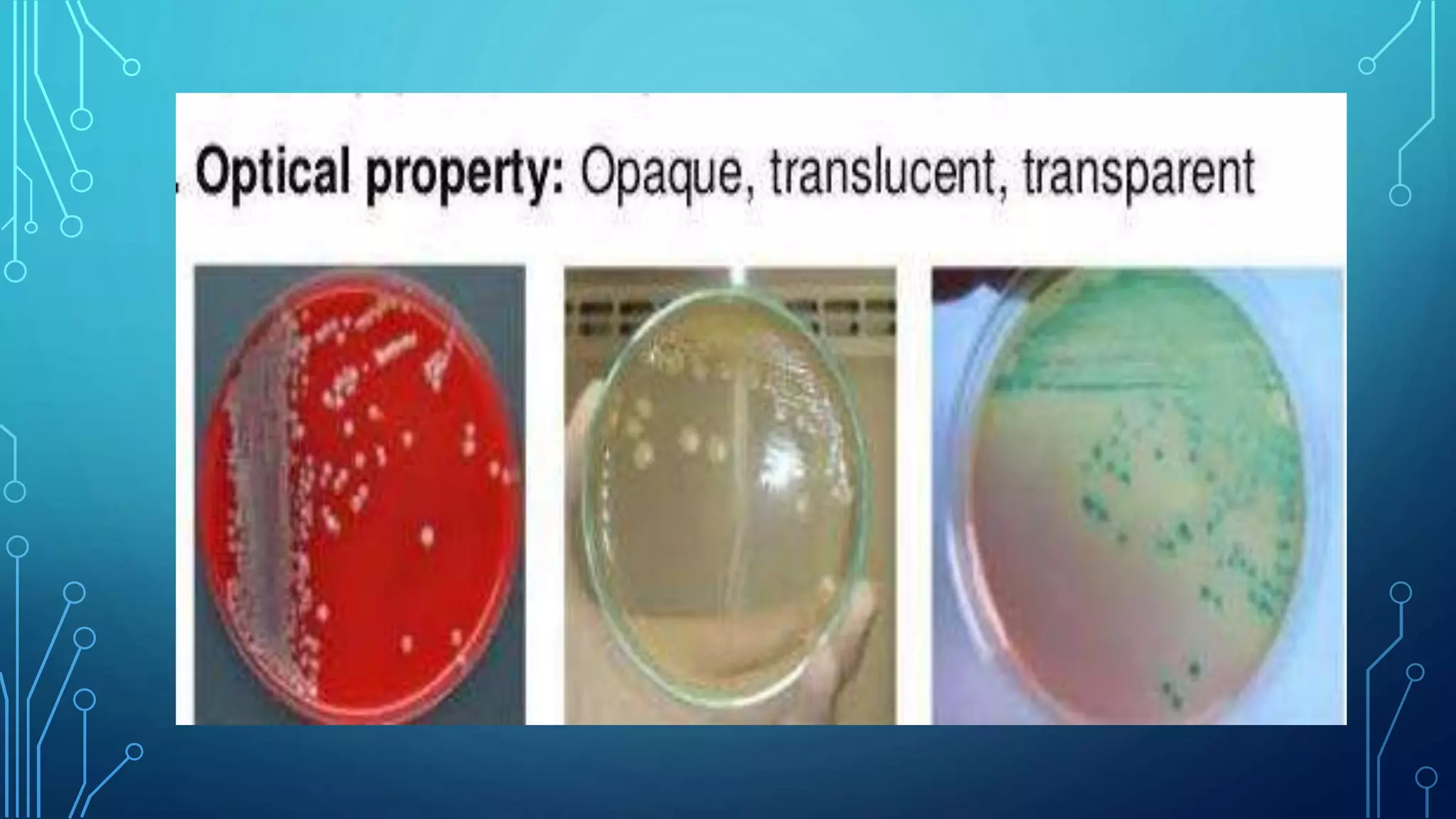 Colony characteristics of bacteria | PPTX | Chemistry | Science