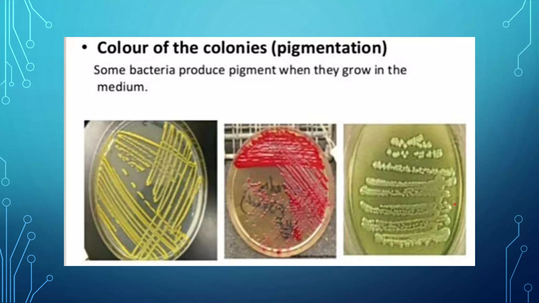 Colony characteristics of bacteria | PPTX | Chemistry | Science