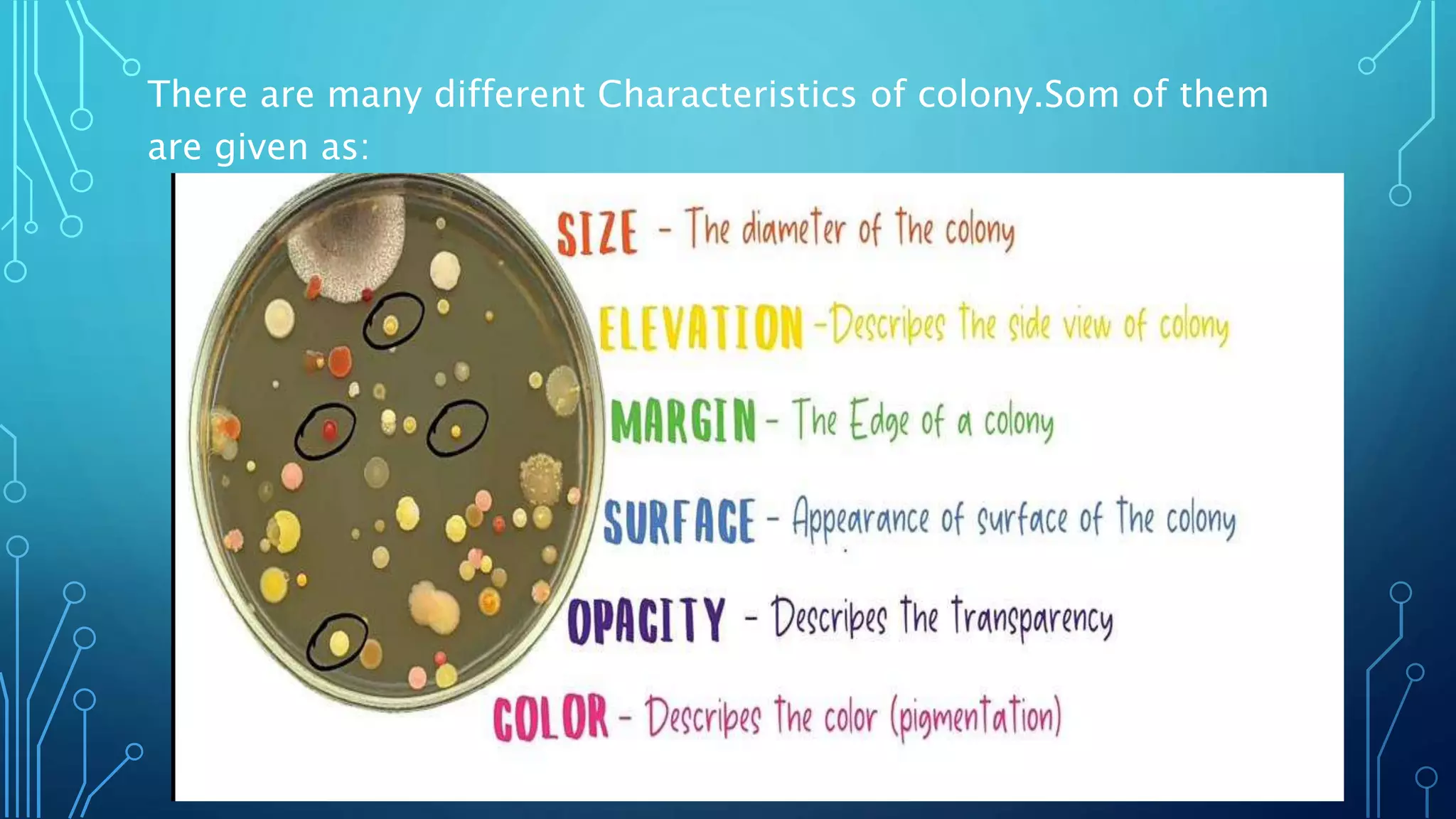Colony characteristics of bacteria | PPTX
