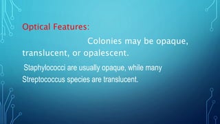 Colony characteristics of bacteria | PPTX