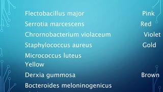 Colony characteristics of bacteria | PPTX