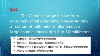 Colony characteristics of bacteria | PPTX