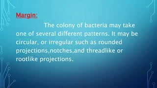 Colony characteristics of bacteria | PPTX