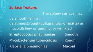 Colony characteristics of bacteria | PPTX