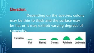 Colony characteristics of bacteria | PPTX