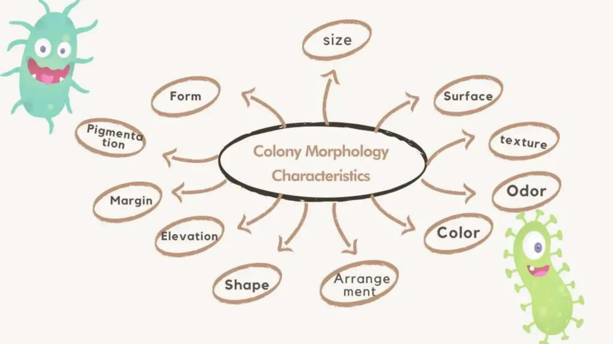 Different types of Bacterial Colony and their characteristics.pptx