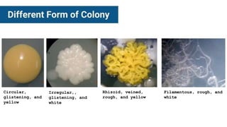 Different types of Bacterial Colony and their characteristics.pptx