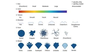 Different types of Bacterial Colony and their characteristics.pptx