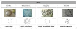 Different types of Bacterial Colony and their characteristics.pptx