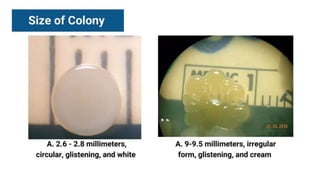 Different types of Bacterial Colony and their characteristics.pptx