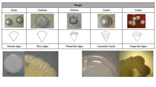 Different types of Bacterial Colony and their characteristics.pptx
