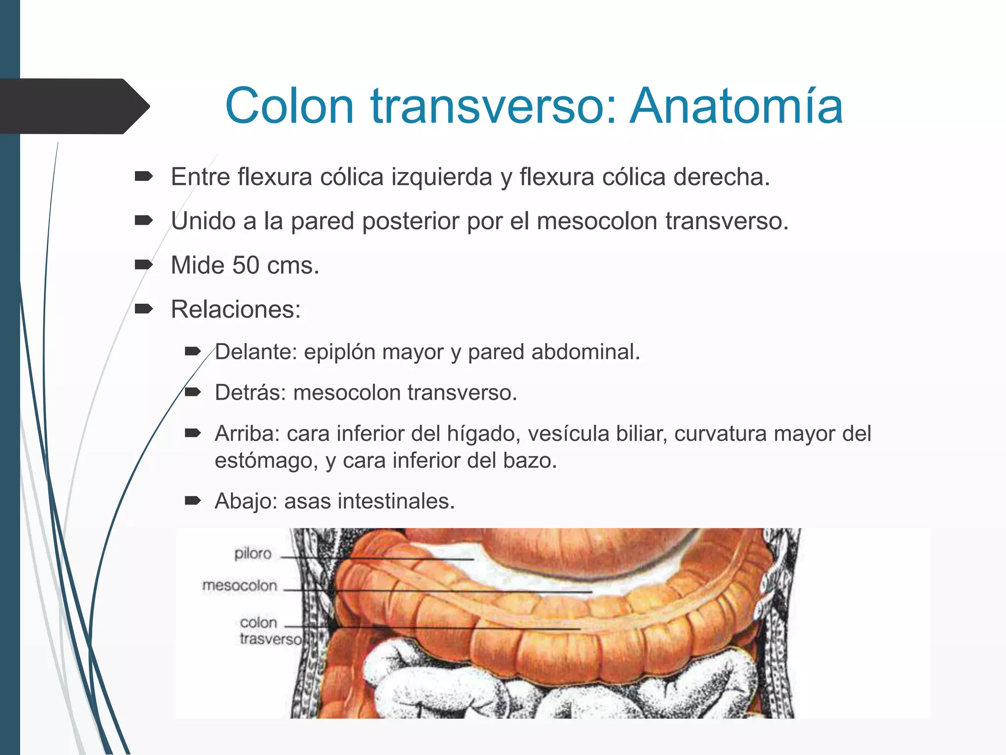 Colon y enfermedad diverticular