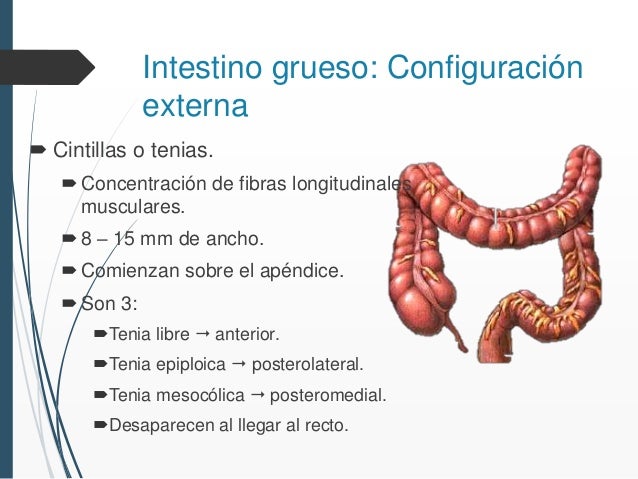 Colon y enfermedad diverticular