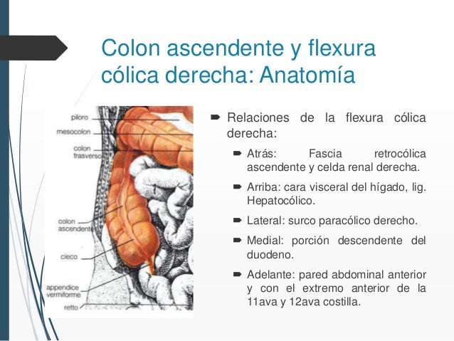 Colon y enfermedad diverticular