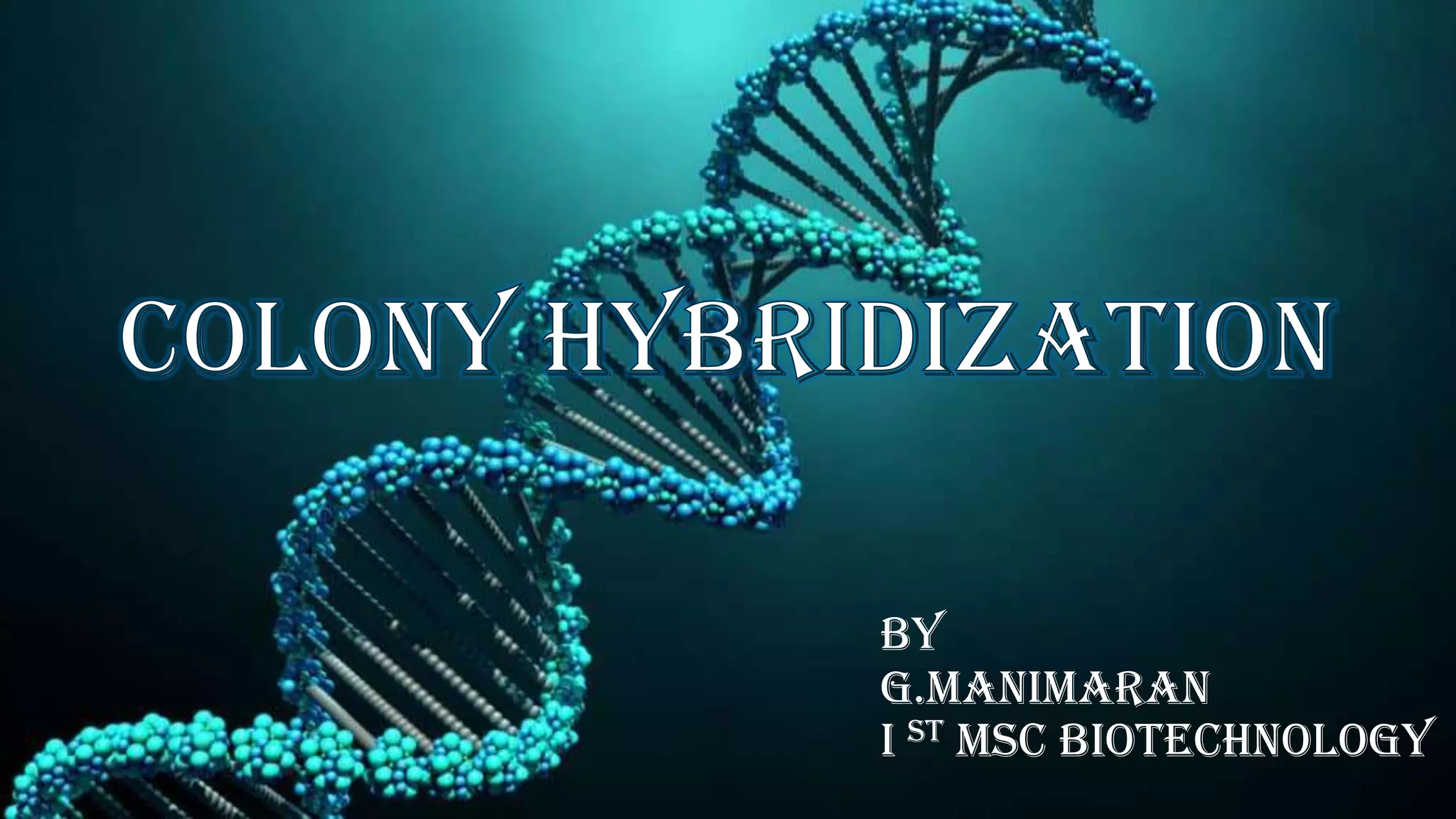 Colony hybridisation | PPTX