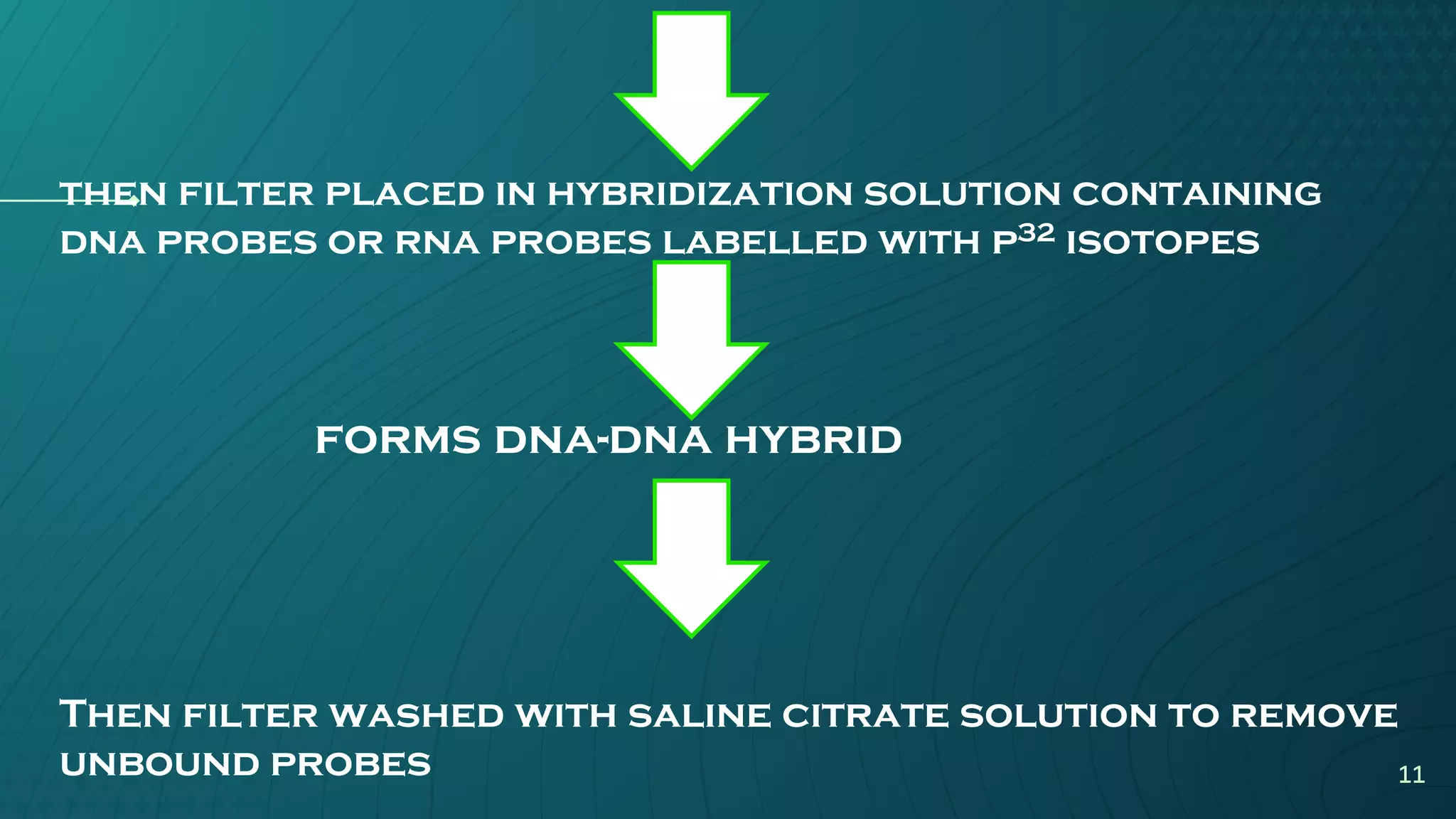 Colony hybridisation | PPTX