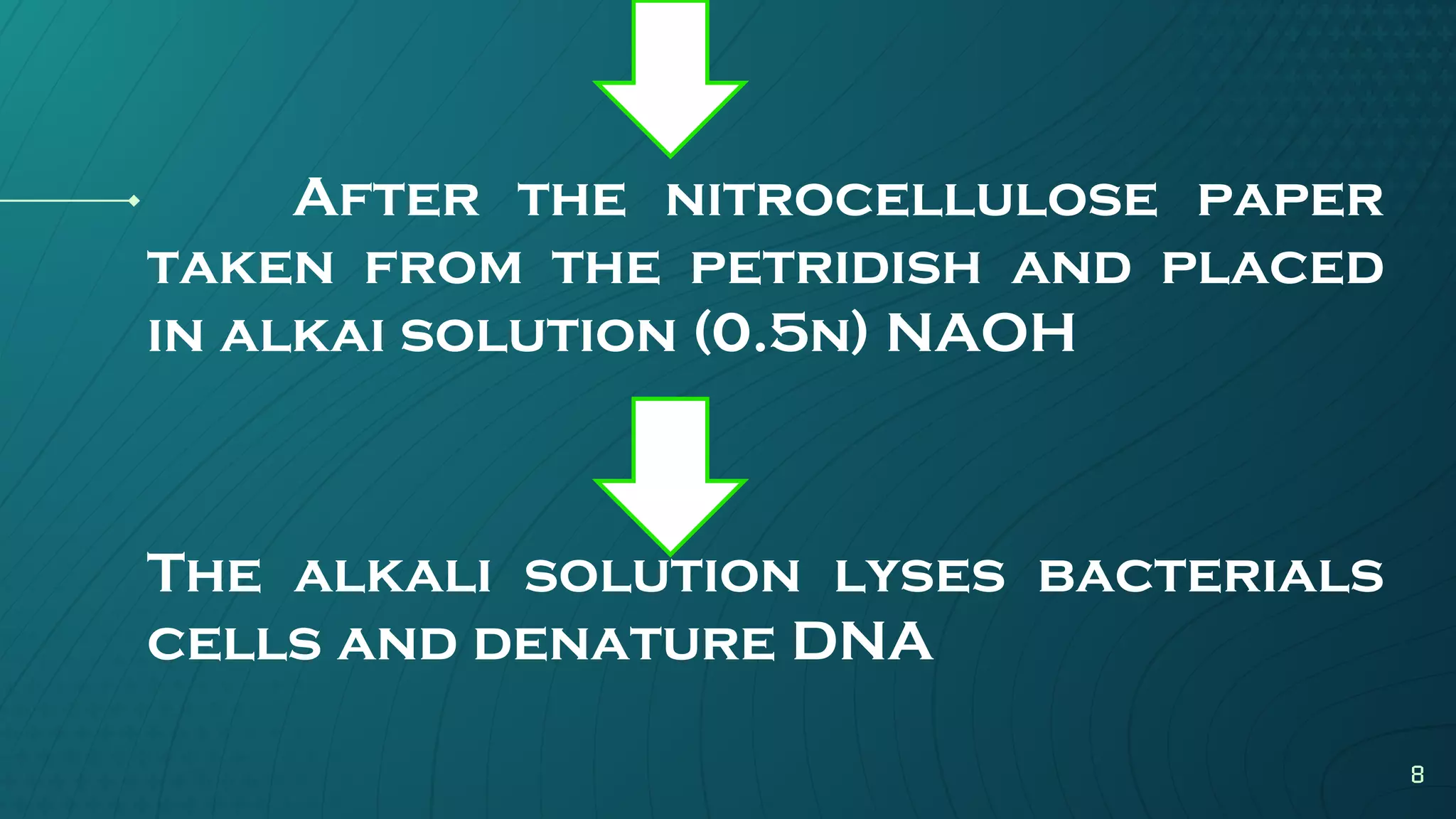 Colony hybridisation | PPTX
