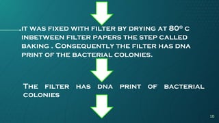 Colony hybridisation | PPTX