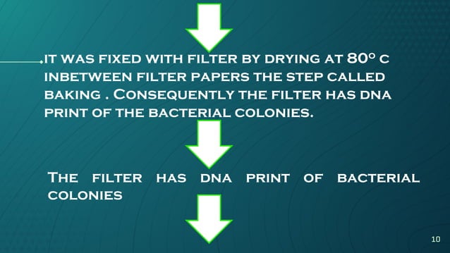 Colony hybridisation | PPTX