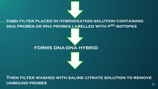 Colony hybridisation | PPTX