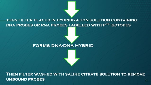 Colony hybridisation | PPTX
