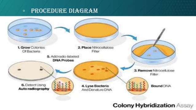 Colony hybridisation | PPTX
