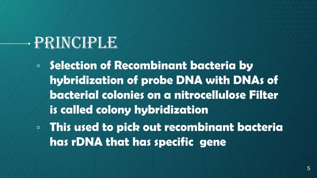 Colony hybridisation | PPTX