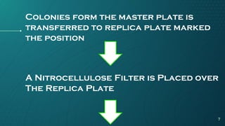 Colony hybridisation | PPTX