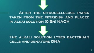 Colony hybridisation | PPTX