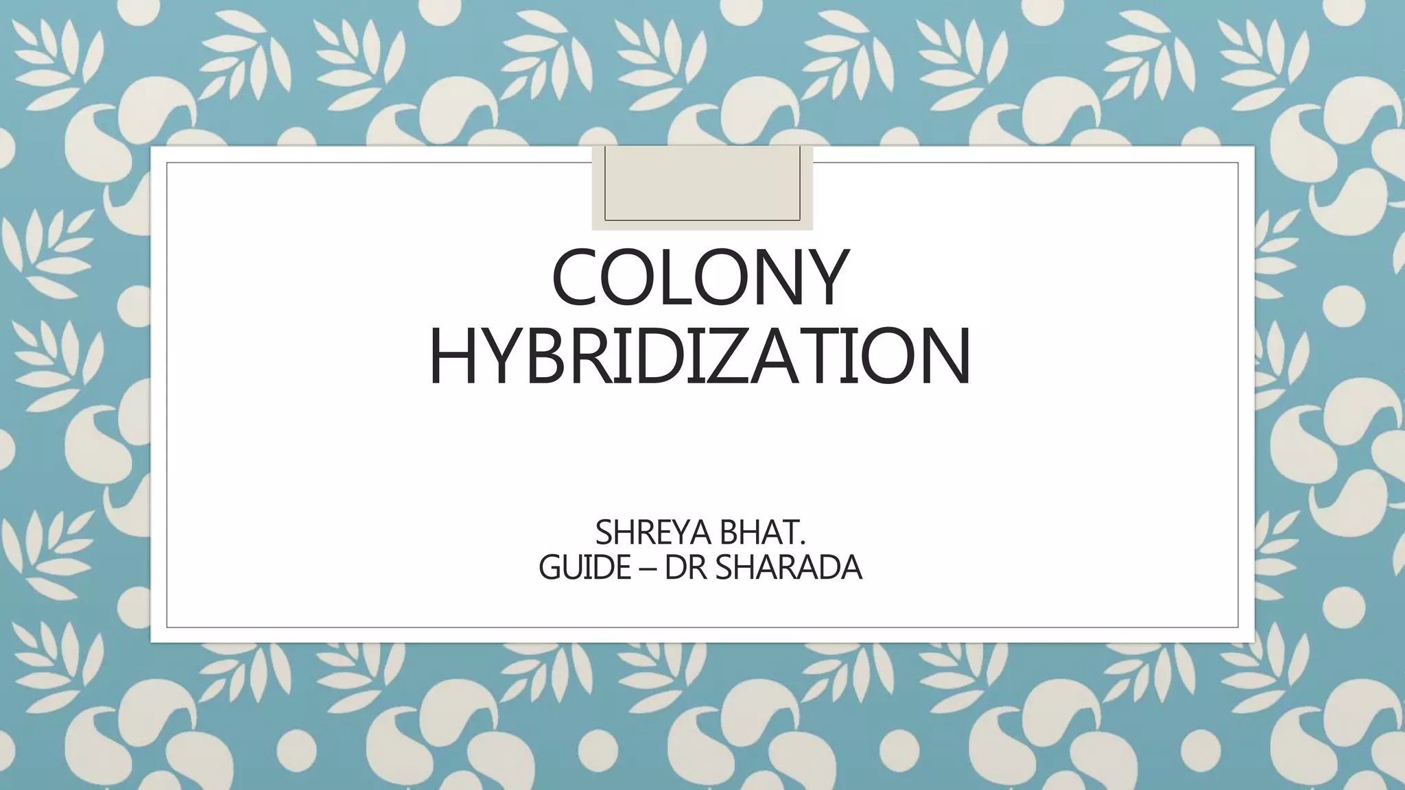 Colony hybridization technique | PPTX